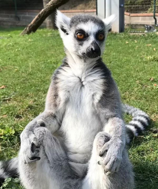 Loris Watch - Essence Sri Lanka Private Tours